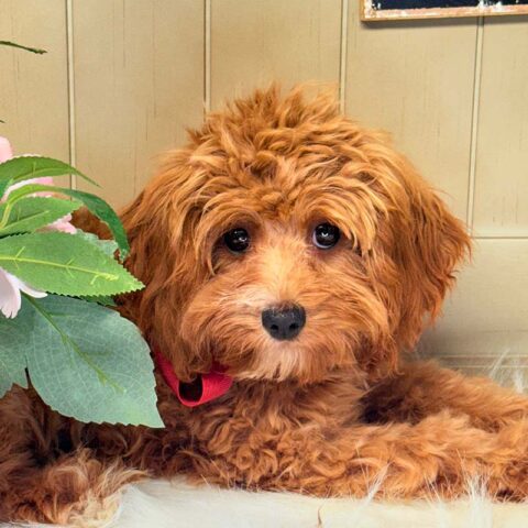 F1 Cavapoo Puppies for Sale Nationwide | Loyal & Adorable Companions