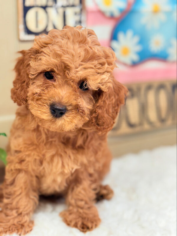Red Cavapoo Puppy Female for Sale | Puppies on the Gulf
